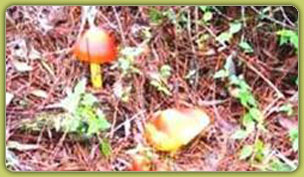 Bed and Breakfast, B&B, Hotel en La Esperanza, Intibuca, Honduras